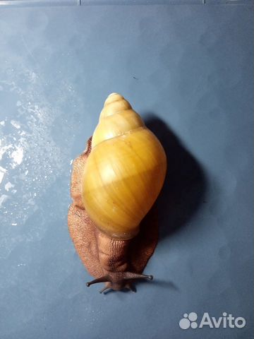 Архахатина маргината иктерика