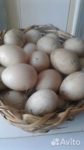 Инкубационное яйцо породистых уток