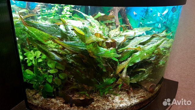 Огромный куст криптокарины