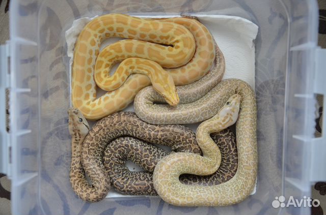 Продам морфных тигровых питонов