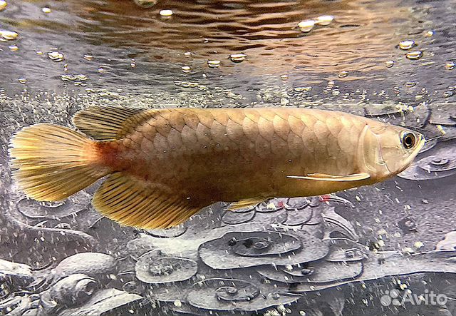 Азиатская аравана SBR 30см с чипом