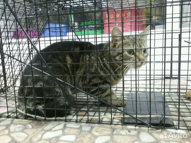 Кошка - бурундучок