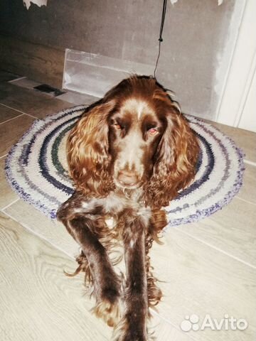 Отдам русского спаниеля