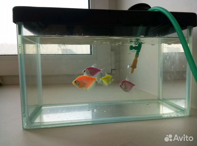 Аквариумные рыбки тернеции в дар