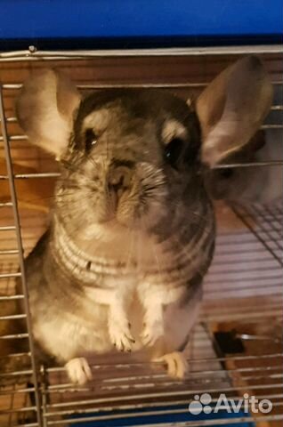 Шиншилла Колпино