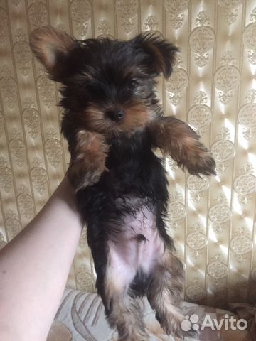 Йоркширский терьер