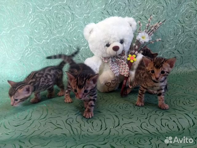 Настоящие бенгальские котята из питомника