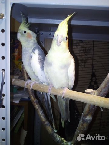 Попугаи Корелла