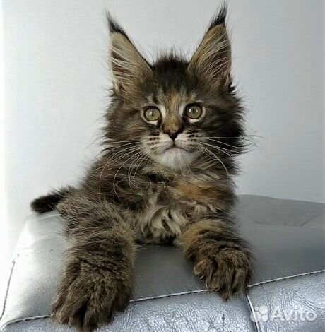 Отличные котята мейн кун