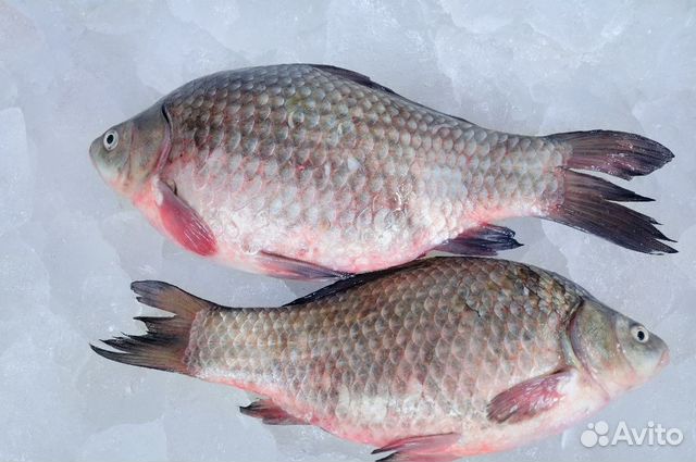 Живая речная рыба