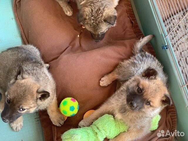 Лайка помесь