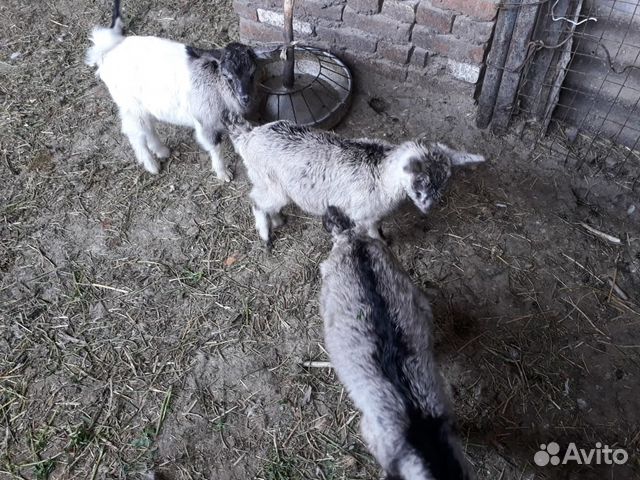 Козлята