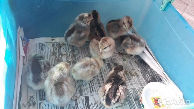 Цыпленок легбар