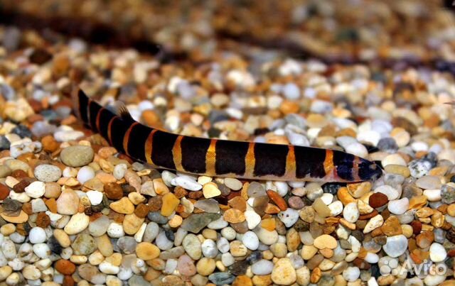 Акантофтальмус