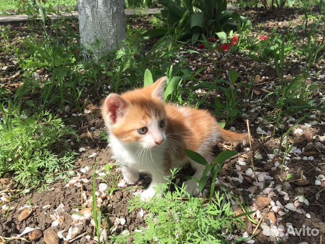 Котята