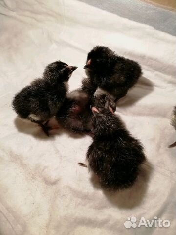 Цыплята Синь Синь Дянь