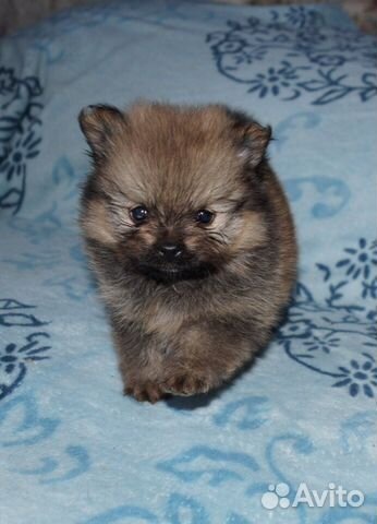 Щенок немецкого шпица