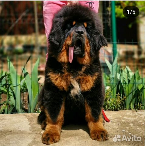 Мастиф с Тибета Ксиулан