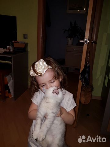 Пропал кот