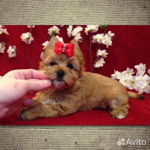 Красивые детки всех цветов