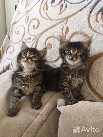 Котята мейн-куны