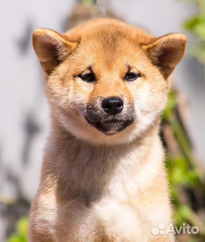 Шиба Ину (Сиба )