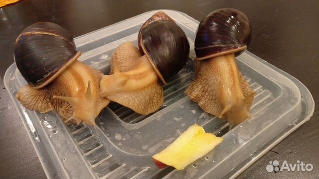 Улитки Ахатины Молодняк