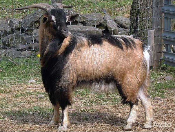 Козы дойные