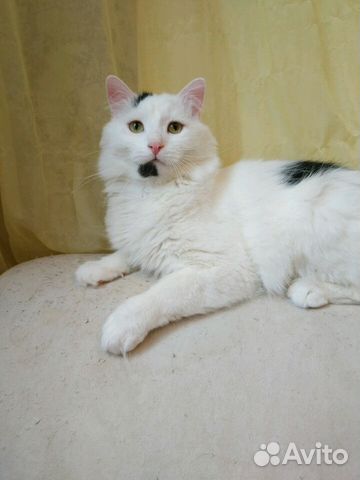 Котик Балу в дар