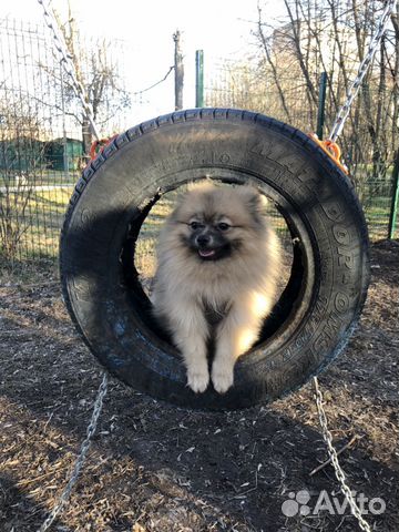 Вязка Немецкий Шпиц