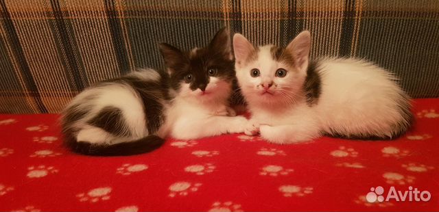 Котята девочка и мальчик 2мес. Домашние