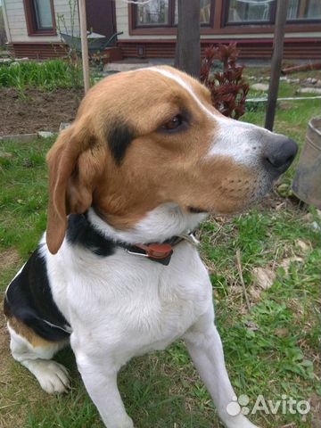 Молодой, около года Бигль. Очень ласковый игривый