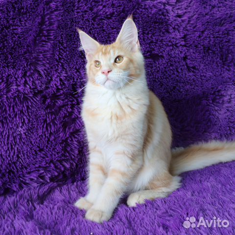 Огромный котёнок в модном окрасе