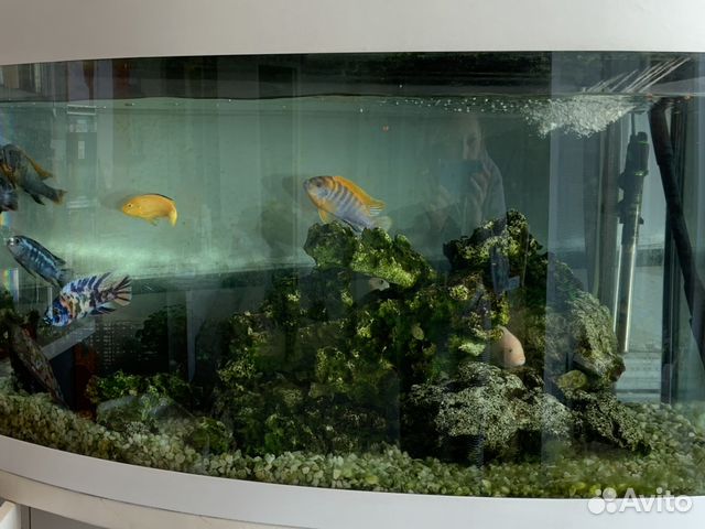 Рыбы Цихлиды Малавийские