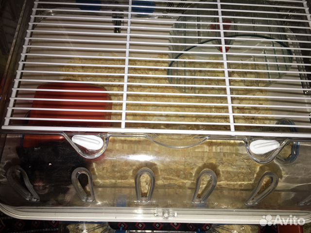 Сирийский хомяк с клеткой