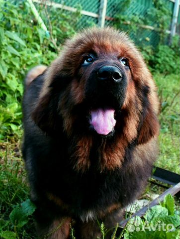 Тибетский мастиф, йодово-красная девочка 3 мес