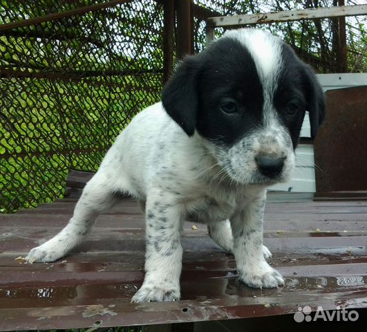 Ищет дом щенок средней собаки Каспер