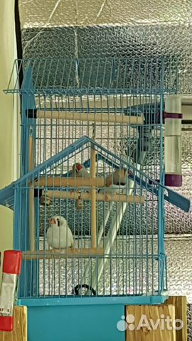 Отдадим в хорошие руки семейку зебровых амадин