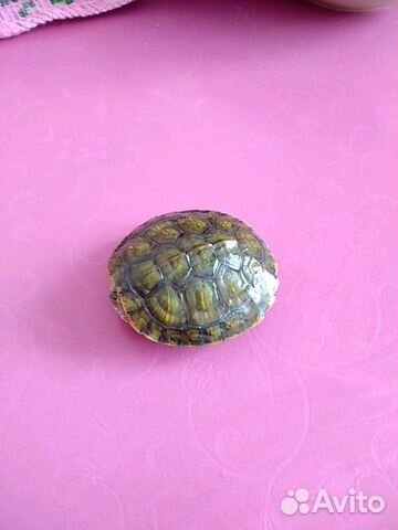 Черепашка(водяная Красноухая)