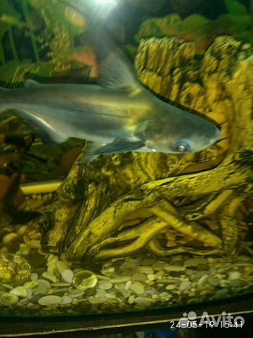 Сом акула Пангасиус