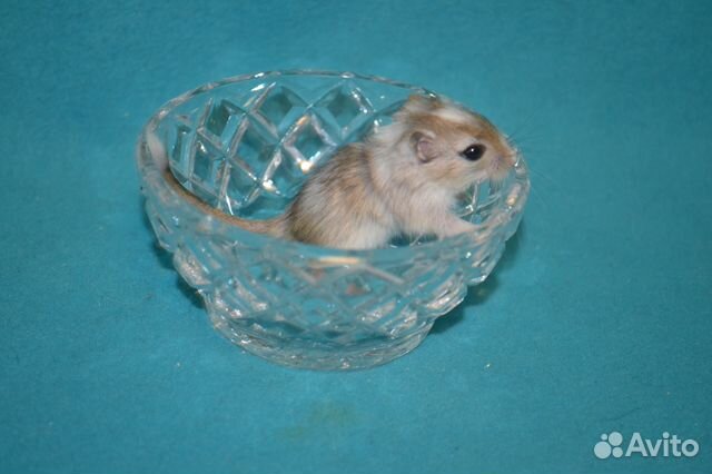 Ручные песчанки - очаровашки