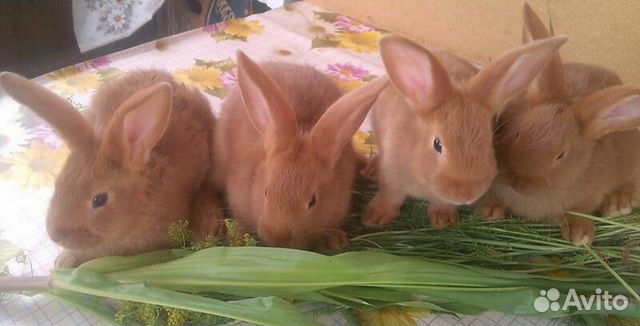 Бургундские кролики