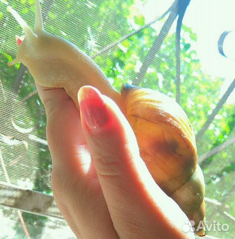 Улитки Ахатины