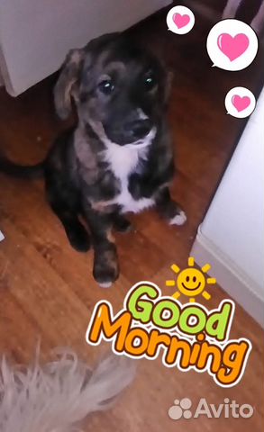 Щенки, щенята, щенок для квартиры