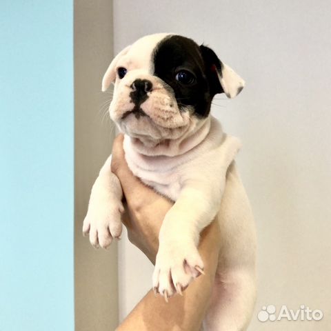 Французский бульдог