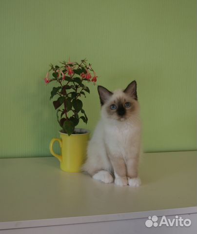 Котята породы Священная бирма