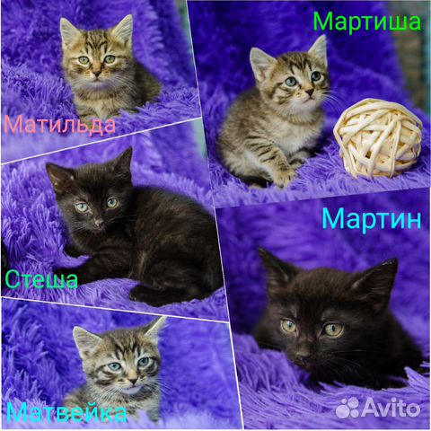 Китти и ее малыши ищут дом