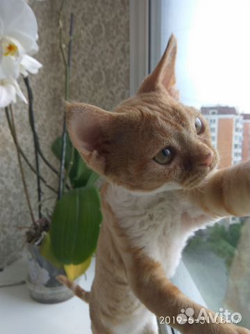 Котята Девон Рекс Супер-тип