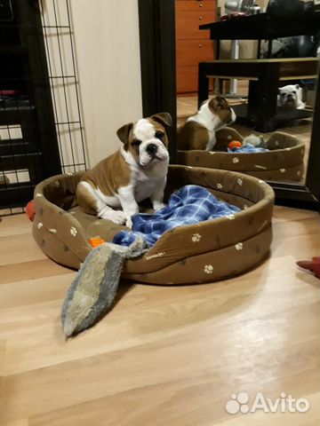 Английский бульдог щенок