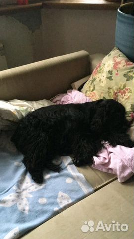 Кролик декоративный